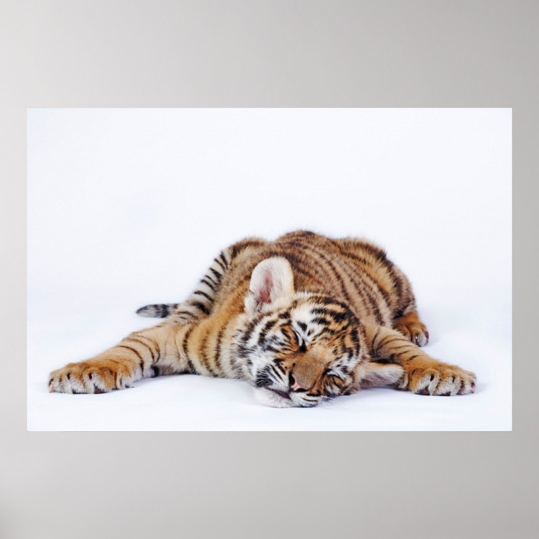 Cutest Baby Animals | Sleepy Baby Tiger Cub Poster | Zazzle