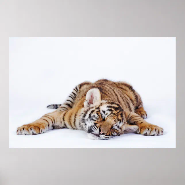 Cutest Baby Animals | Sleepy Baby Tiger Cub Poster | Zazzle