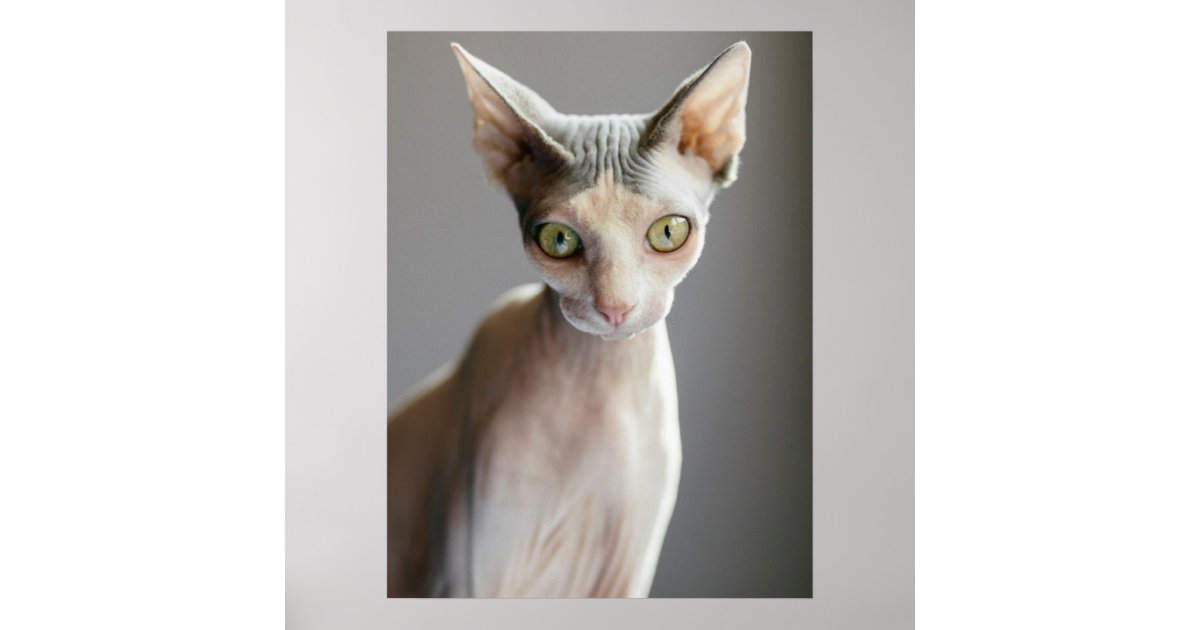 Cutest Baby Animals | Sphinx Cat Poster | Zazzle