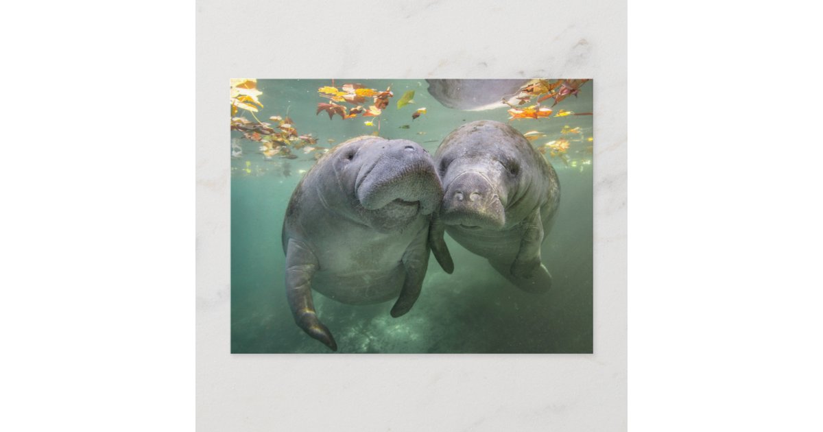 Cutest Baby Animals | Two Manatees Postcard | Zazzle