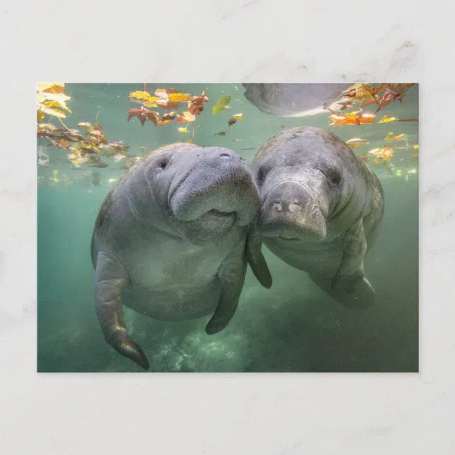 Cutest Baby Animals | Two Manatees Postcard | Zazzle