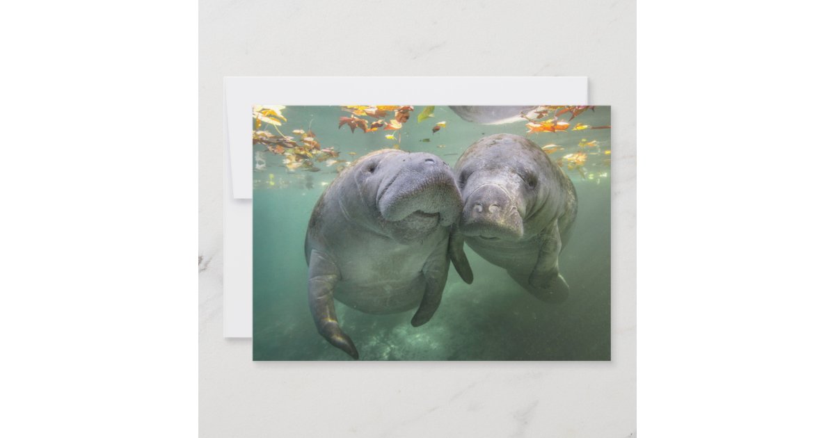 Cutest Baby Animals | Two Manatees Thank You Card | Zazzle