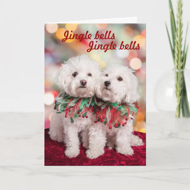 Cutest Bichon Frise dogs Christmas card | Zazzle