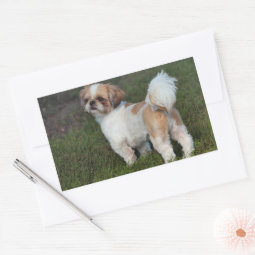 Cutest Shih Tzu Rectangular Sticker | Zazzle