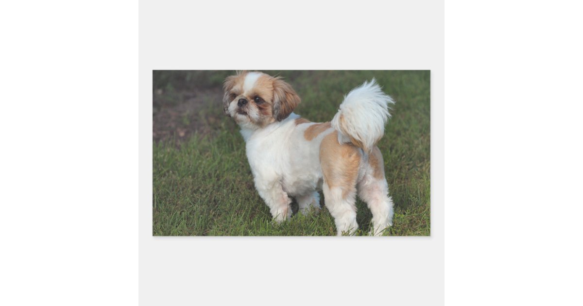 Cutest Shih Tzu Rectangular Sticker | Zazzle