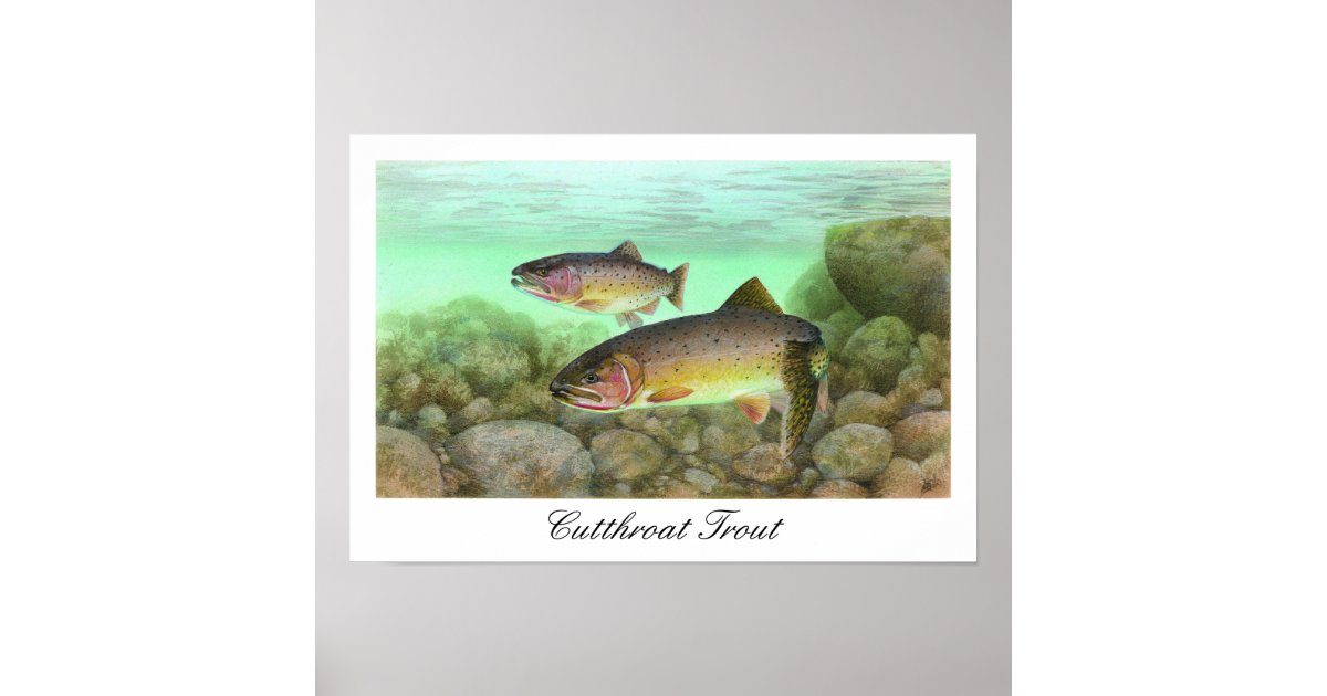Cutthroat Trout Painting Poster | Zazzle