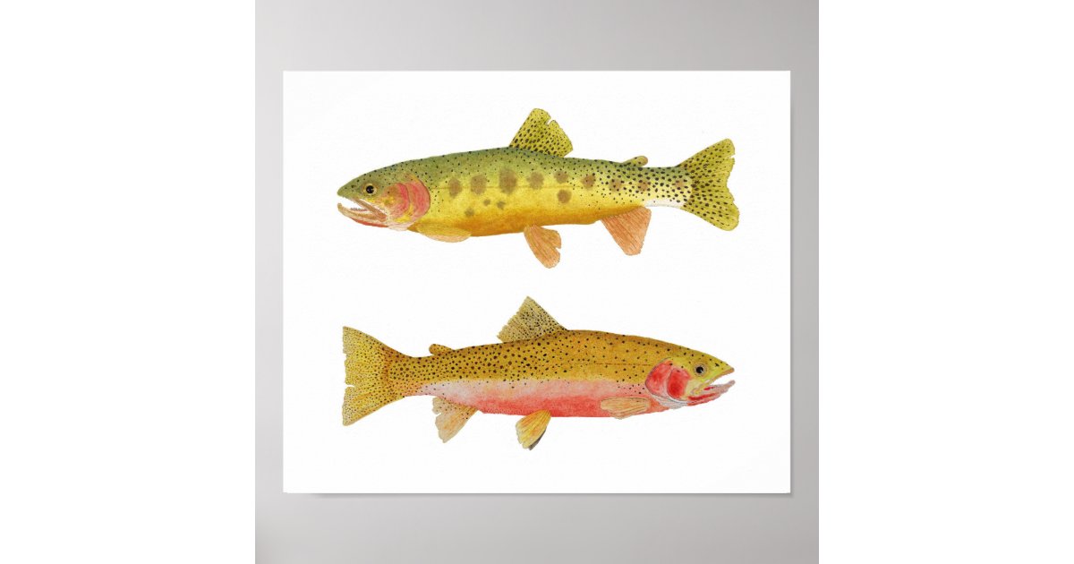 Cutthroat Trout Poster | Zazzle