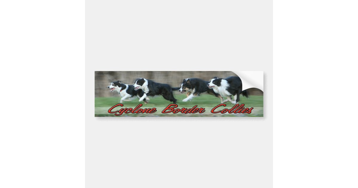 Cyclone Border Collies bumper sticker | Zazzle