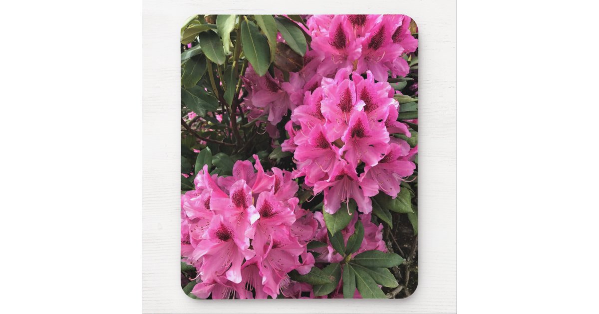 Cynthia Rhododendrons, Oregon Mouse Pad | Zazzle