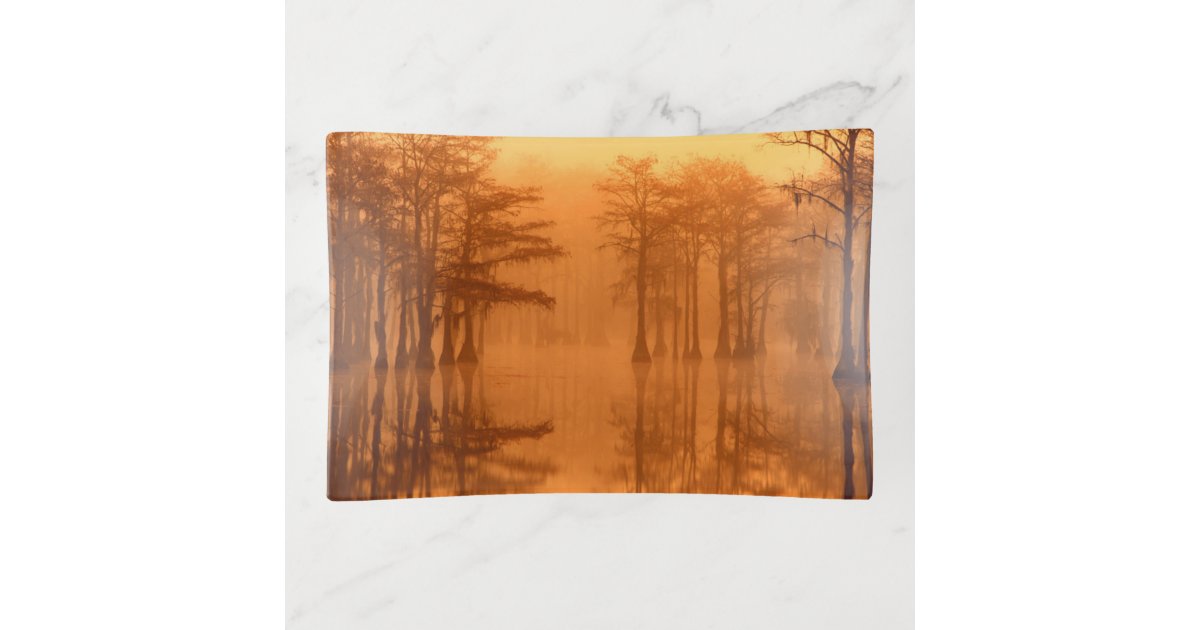 Cypress Trees George Smith State Park Trinket Tray | Zazzle