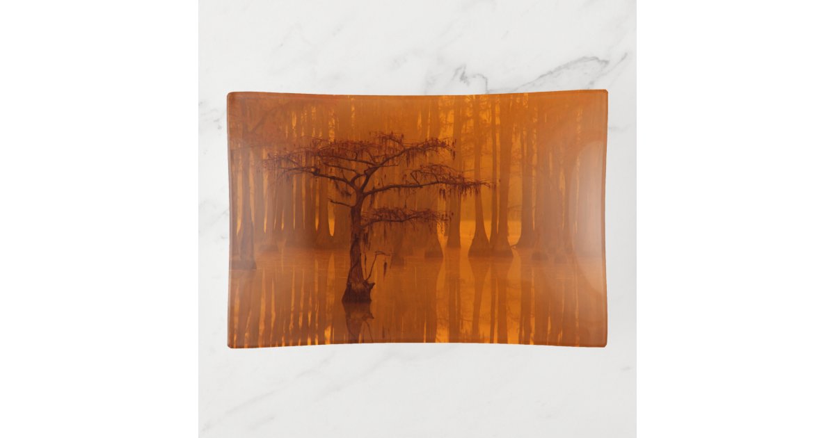 Cypress Trees | George Smith State Park Trinket Tray | Zazzle