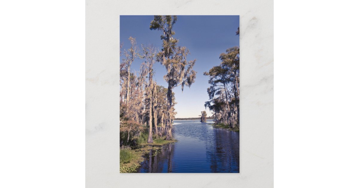 Cypress Trees Postcard | Zazzle
