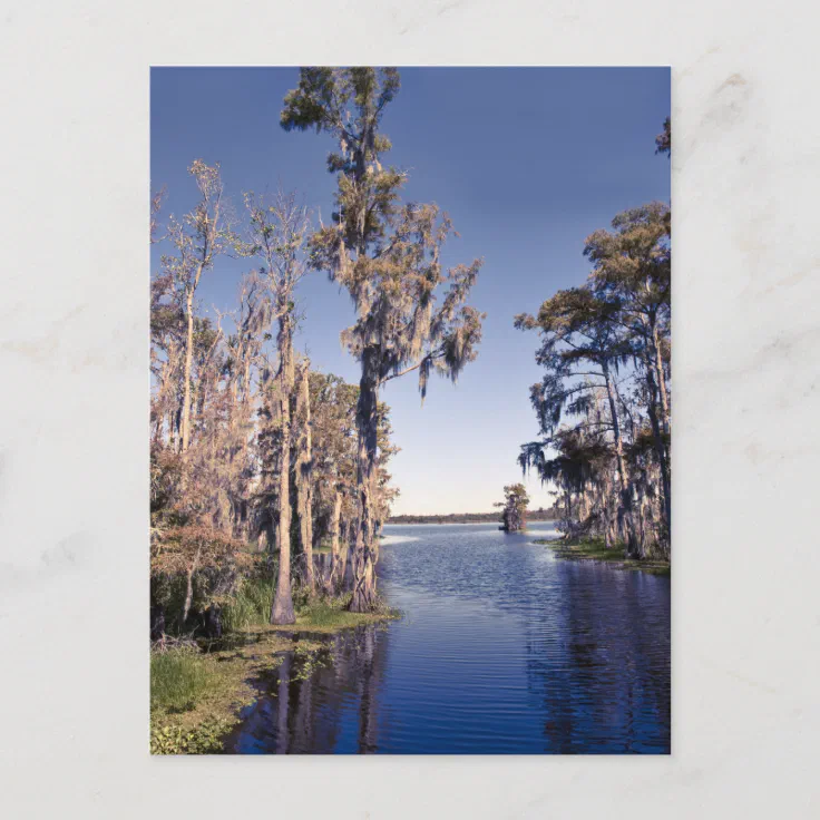 Cypress Trees Postcard | Zazzle