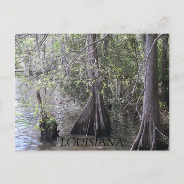 Cypress Trees Postcard | Zazzle