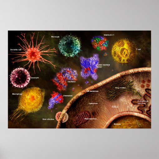 Cytokines poster | Zazzle