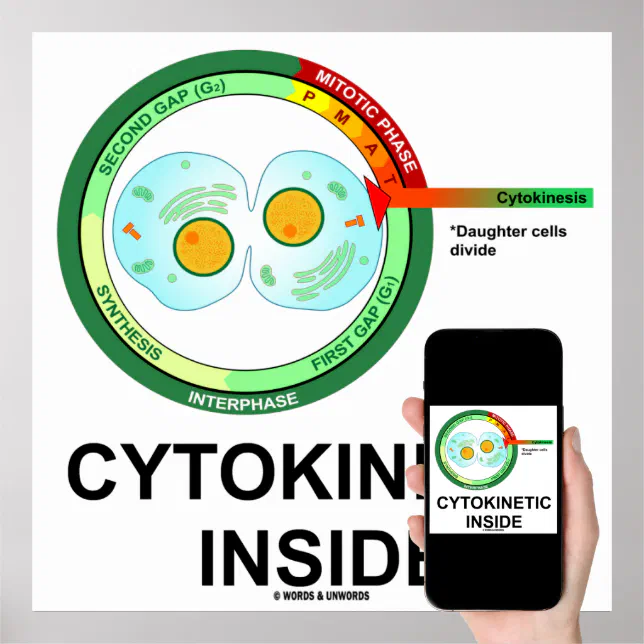Cytokinetic Inside (Cytoplasm Division Mitosis) Poster | Zazzle