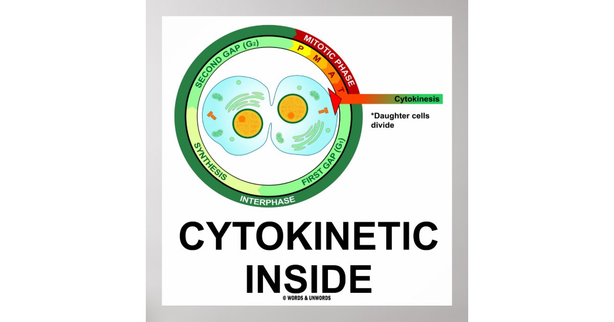 Cytokinetic Inside (Cytoplasm Division Mitosis) Poster | Zazzle