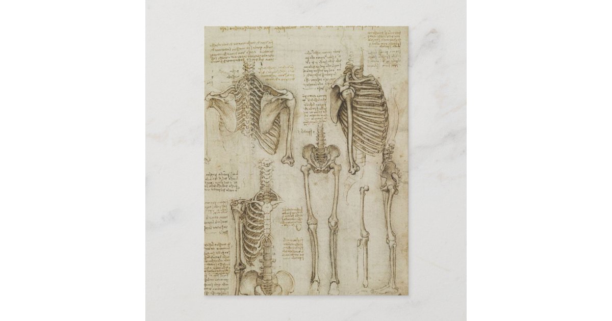 Da Vinci's Human Skeleton Anatomy Sketches Postcard | Zazzle