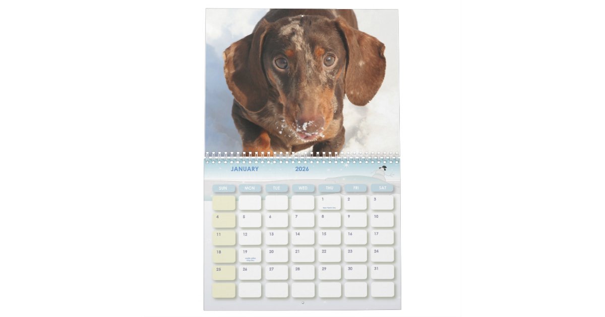 Dachshund Calendar | Zazzle