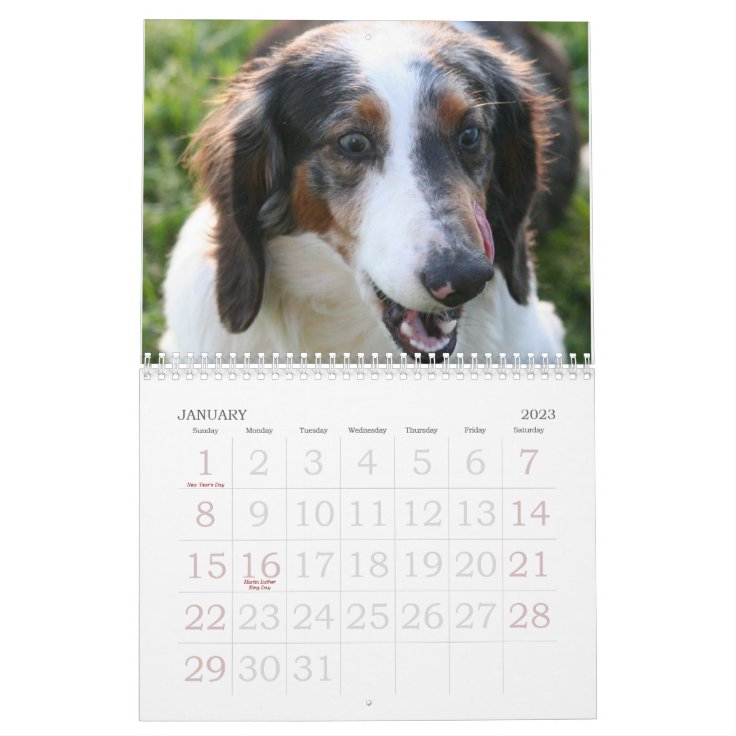 Dachshund Calender Calendar | Zazzle