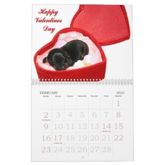 Dachshund Calender Calendar | Zazzle