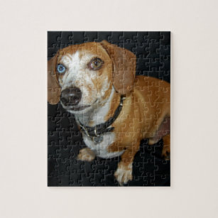Dachshund Jigsaw Puzzles | Zazzle