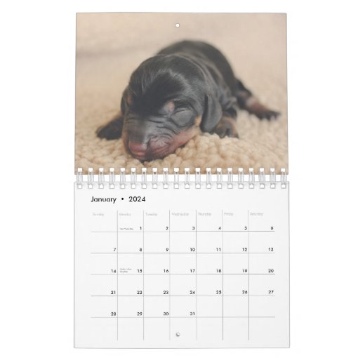Dachshund Puppies Calendar | Zazzle