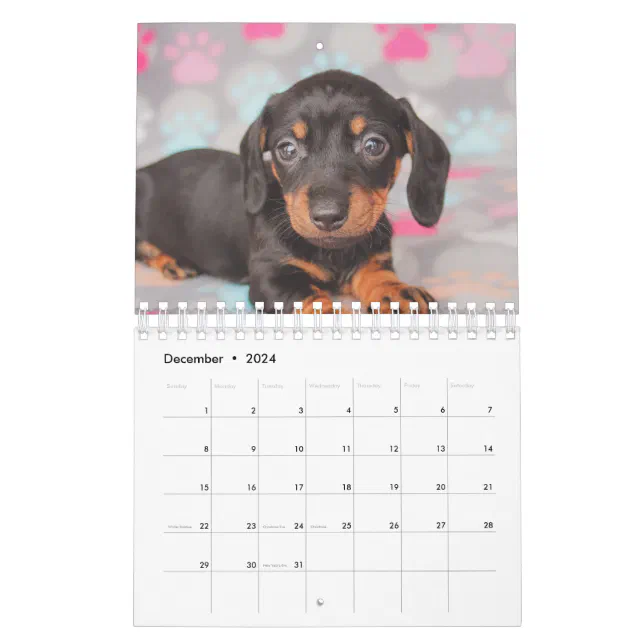 Dachshund Puppies Calendar | Zazzle