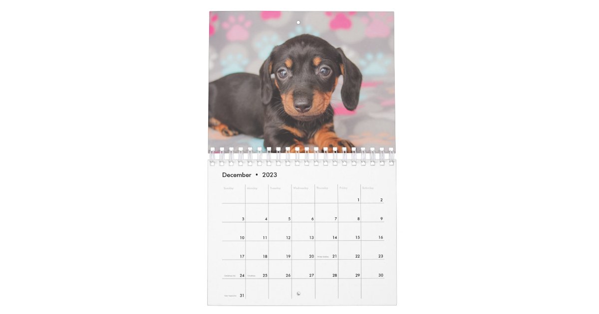 Dachshund Puppies Calendar | Zazzle