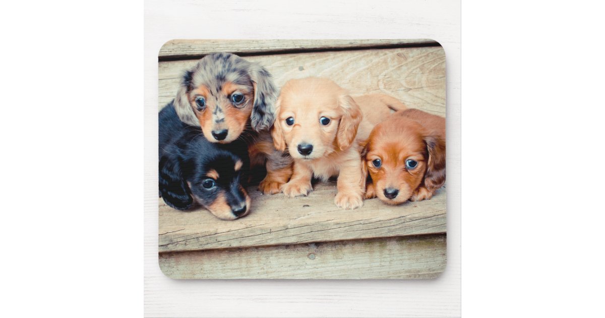 Dachshund Puppies Mouse Pad | Zazzle