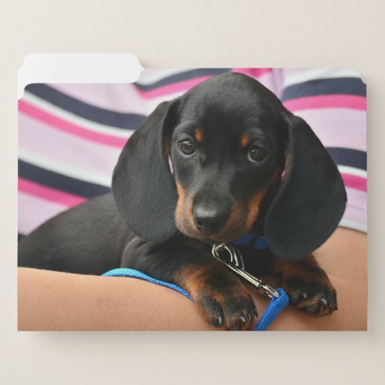 dachshund-puppy cute file folder | Zazzle.com