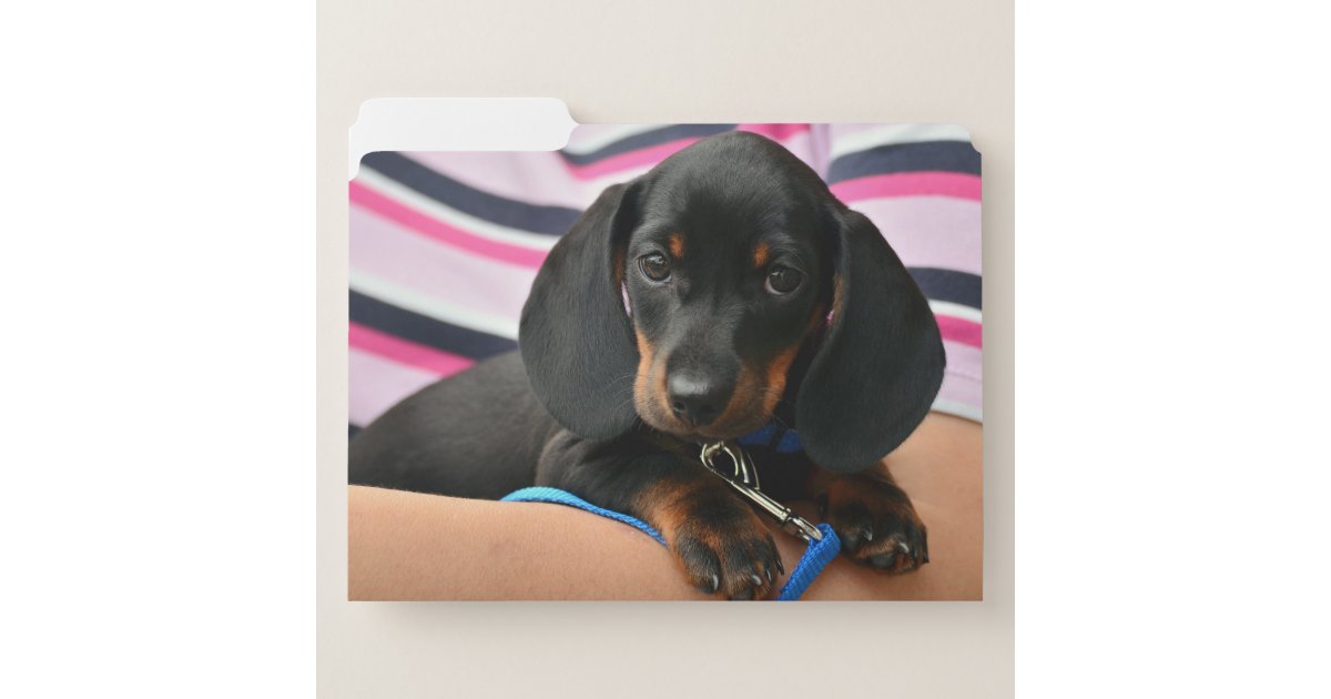 dachshund-puppy cute file folder | Zazzle