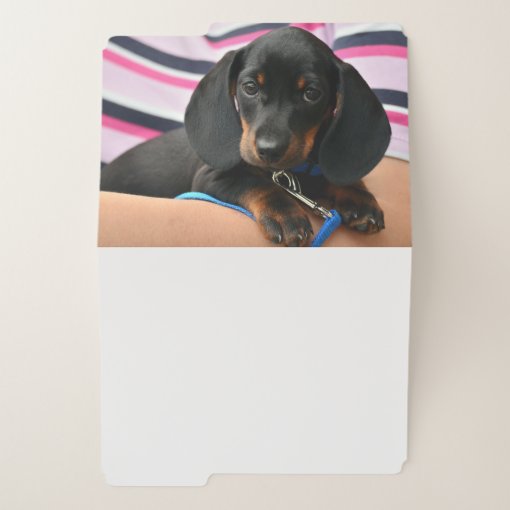 dachshund-puppy cute file folder | Zazzle