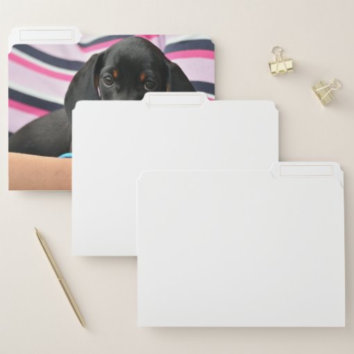 dachshund-puppy cute file folder | Zazzle
