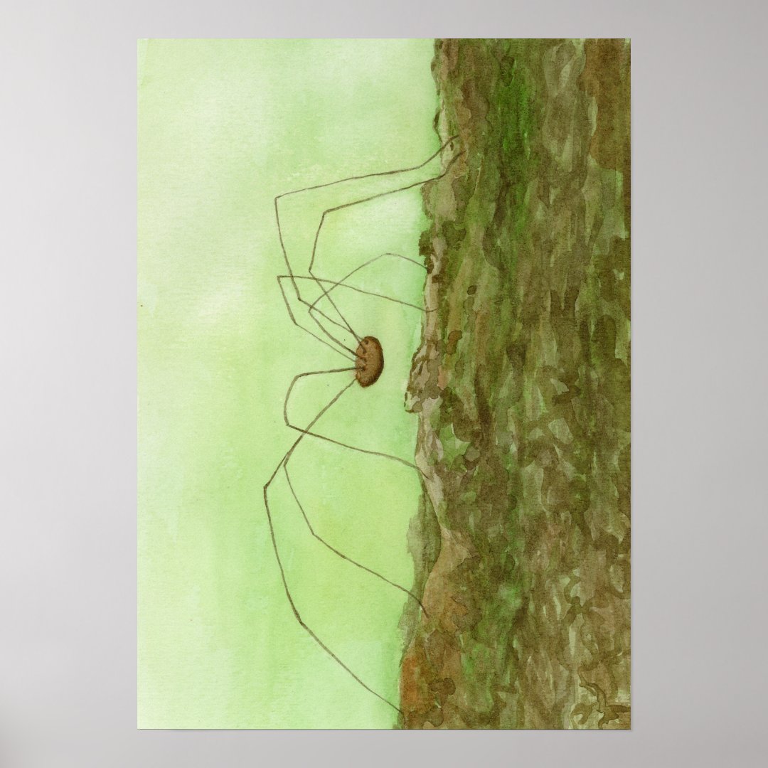 Daddy Long Legs Poster | Zazzle