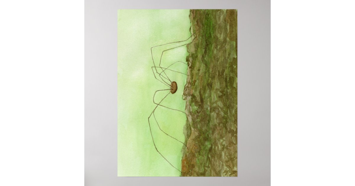 Daddy Long Legs Poster | Zazzle