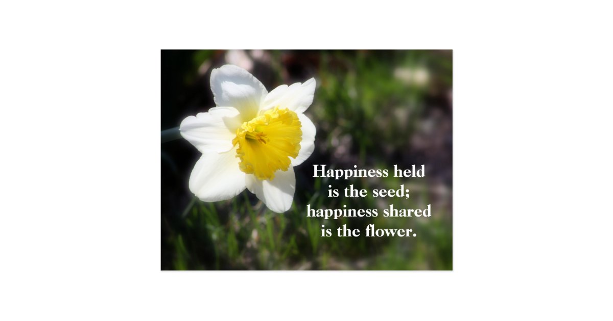 Daffodil Happiness Photography & Quote Postcard | Zazzle.com