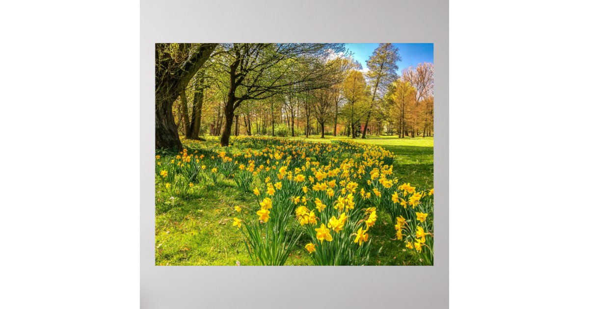 DAFFODIL POSTER | Zazzle