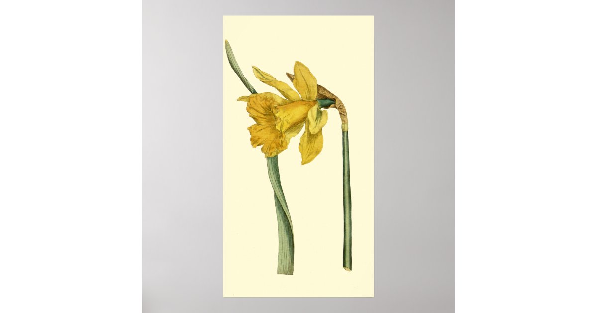 Daffodil Poster | Zazzle