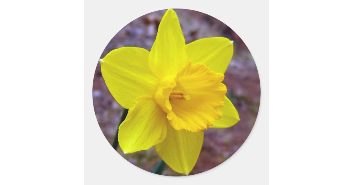 daffodil sticker | Zazzle
