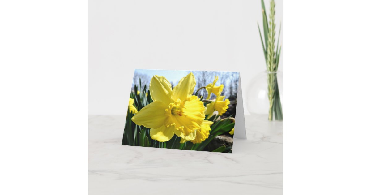 Daffodils Greeting Card, Blank Inside Card | Zazzle