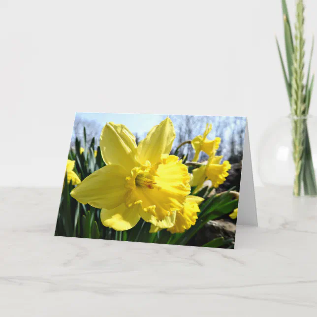 Daffodils Greeting Card, Blank Inside Card | Zazzle
