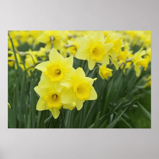 Daffodils RF) Poster | Zazzle