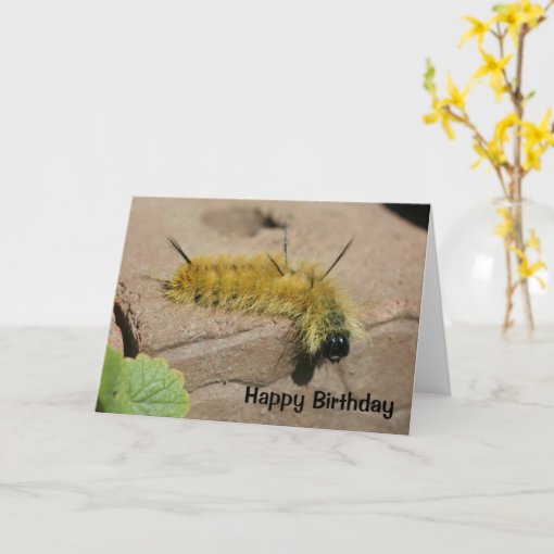 Dagger Moth Caterpillar Nature Birthday Card | Zazzle