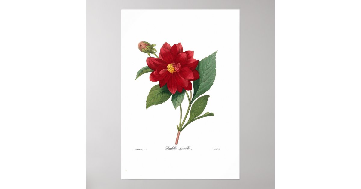 Dahlia Poster | Zazzle
