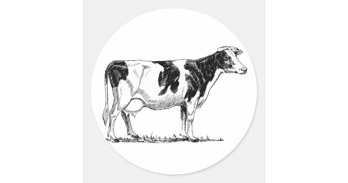 Dairy Cow Holstein Fresian Pencil Drawing Classic Round Sticker | Zazzle