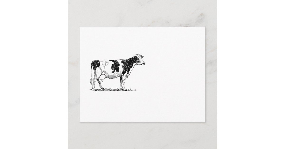 Dairy Cow Holstein Fresian Pencil Drawing Postcard | Zazzle