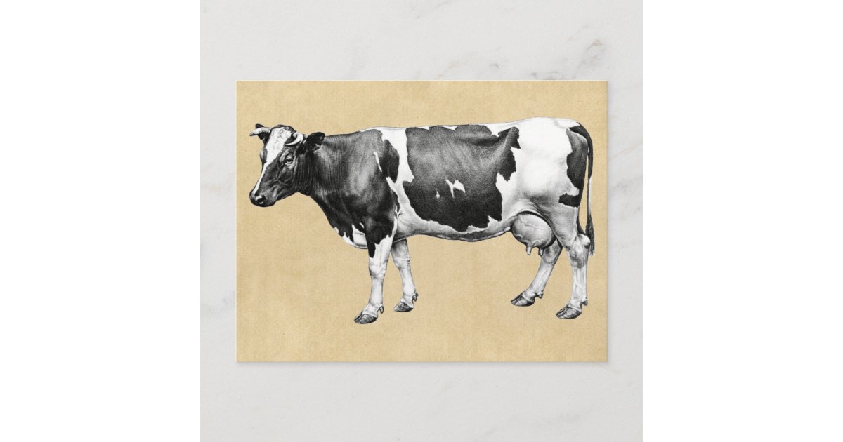 Dairy Cow Postcard | Zazzle