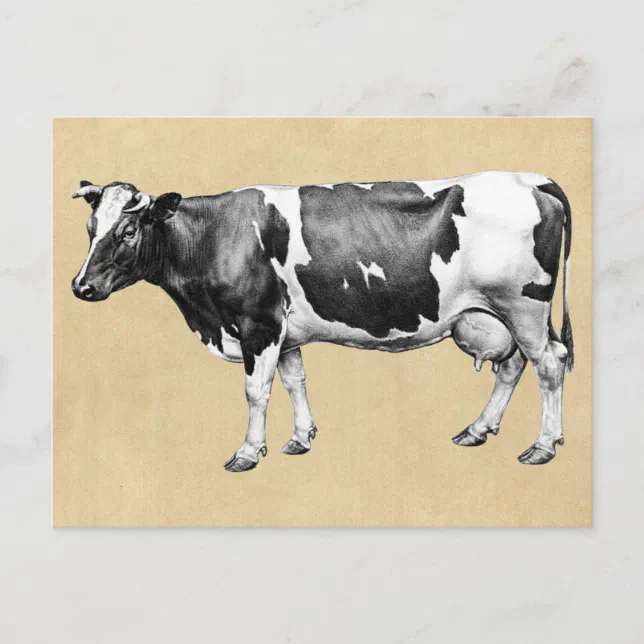 Dairy Cow Postcard | Zazzle