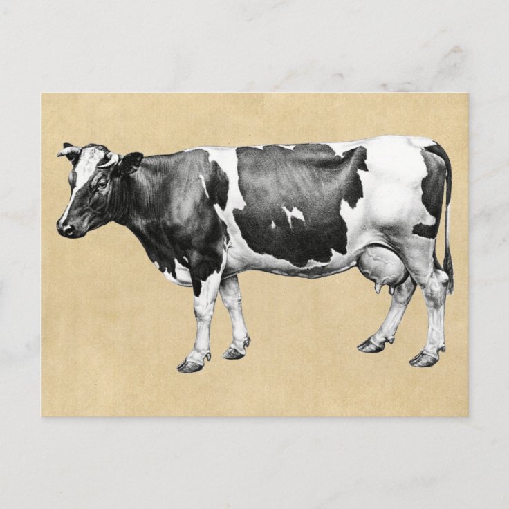 Dairy Cow Postcard | Zazzle